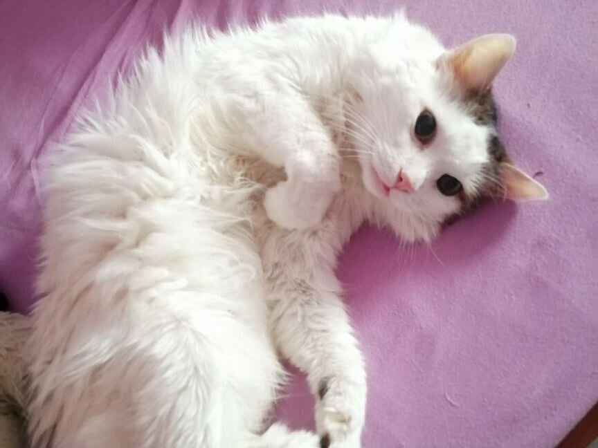 Котик в добрые руки