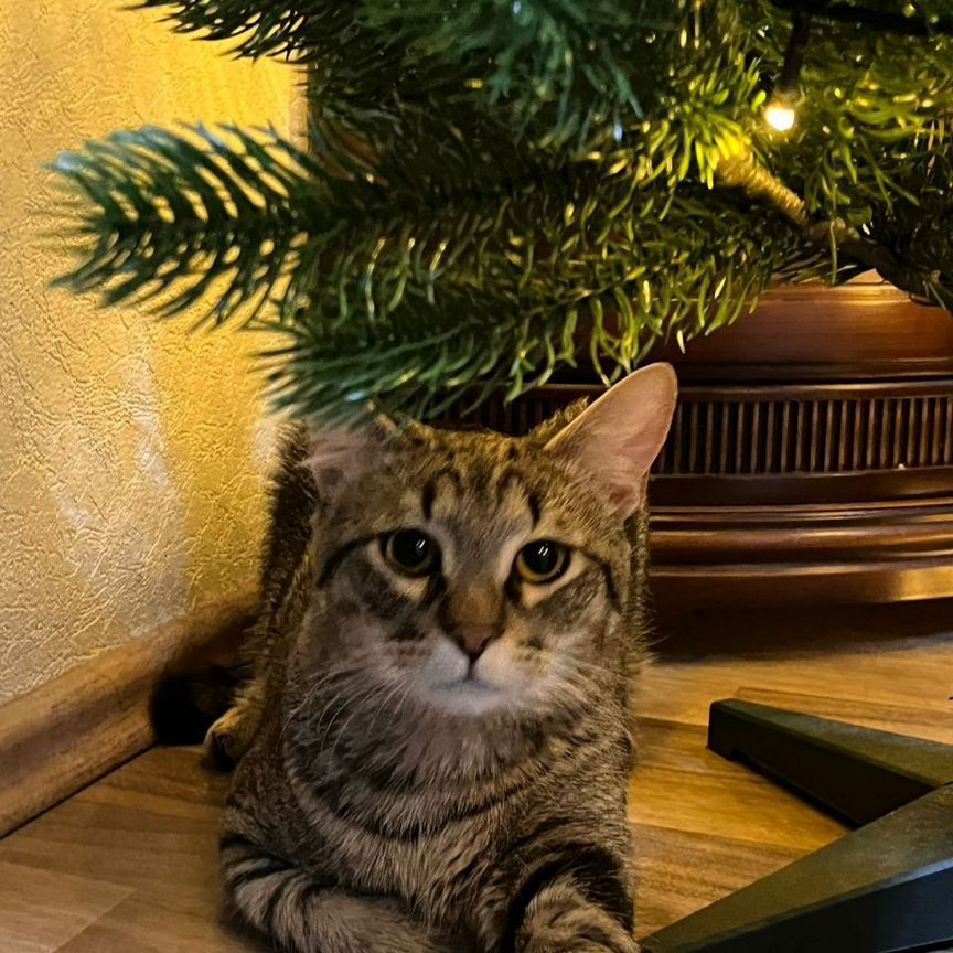 Отдам кота в добрые руки