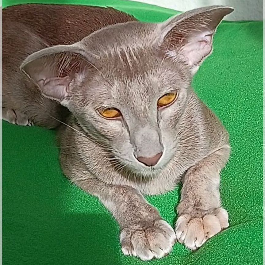 Ориентальный котёнок