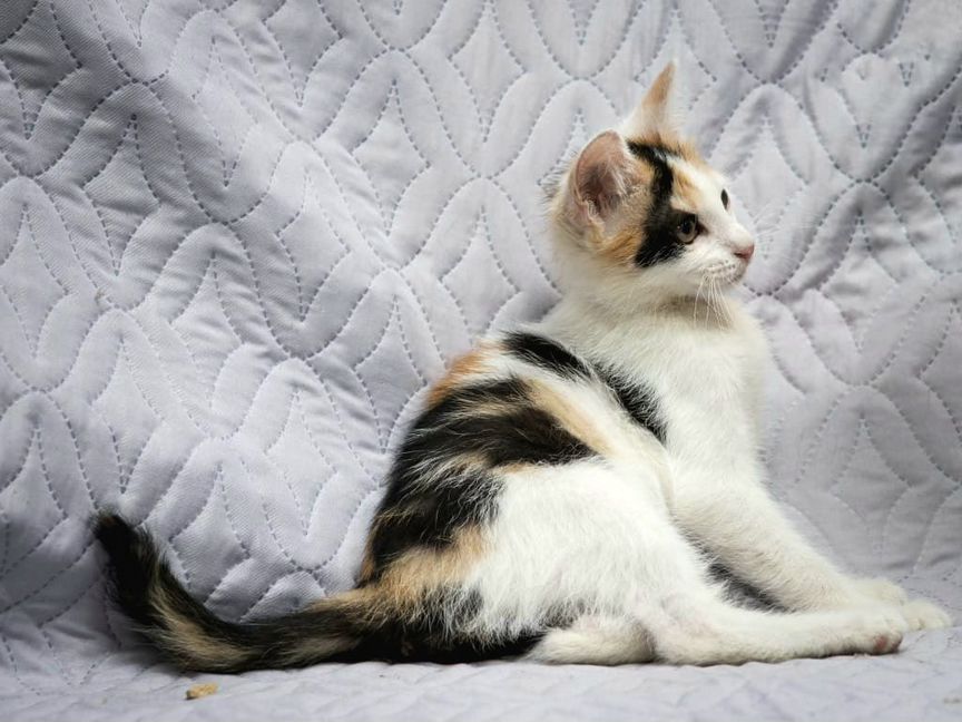 Котята в дар