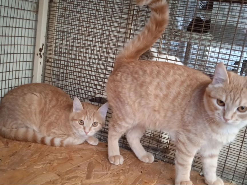 Абрикос и Морковка ждут семью