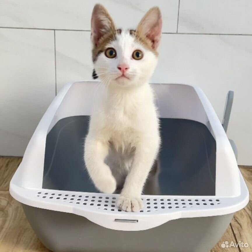 Лоток для кошек