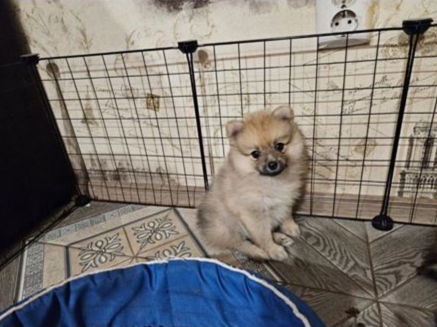 Померанский шпиц