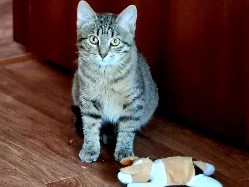 Кот