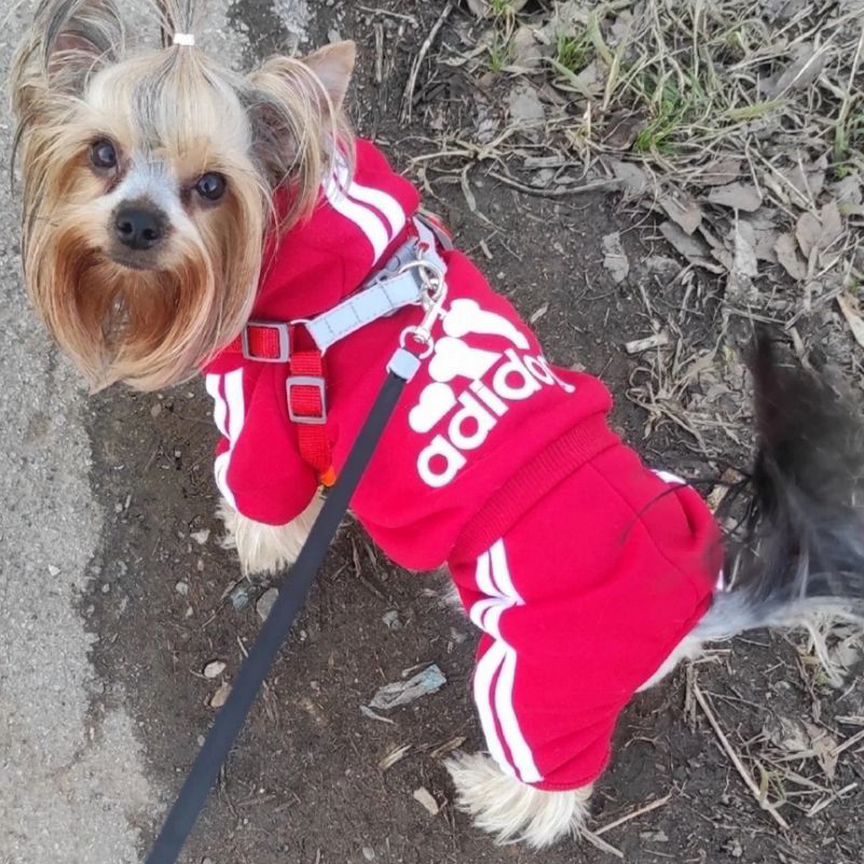 Йоркширский терьер