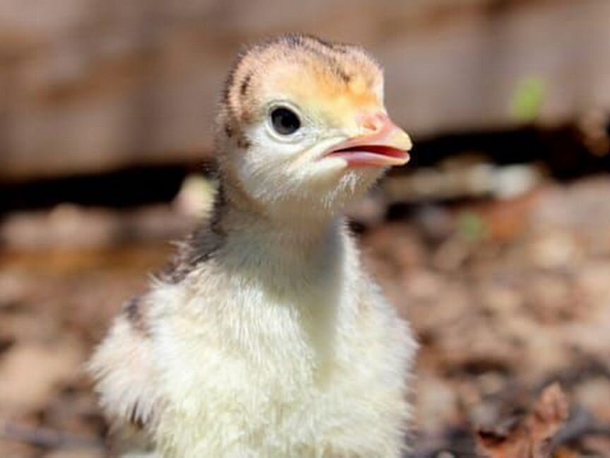 Индюшата Биг6