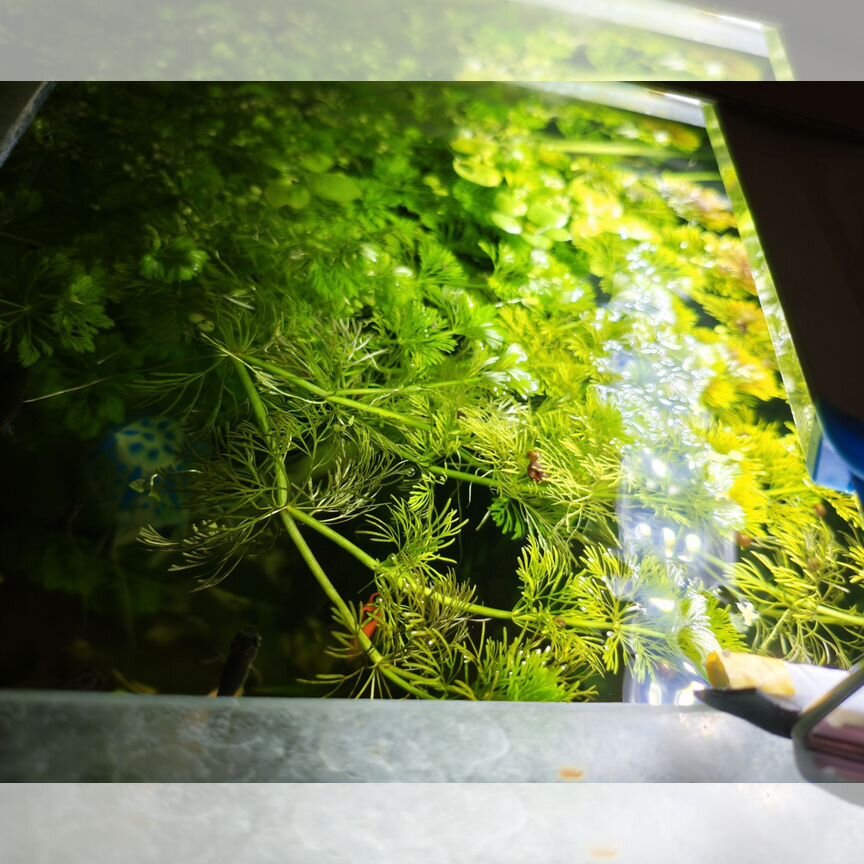 Водоросли для аквариума