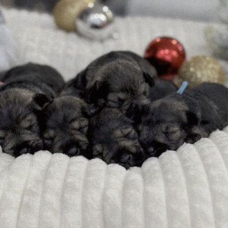 Цвергшнауцер, щенок