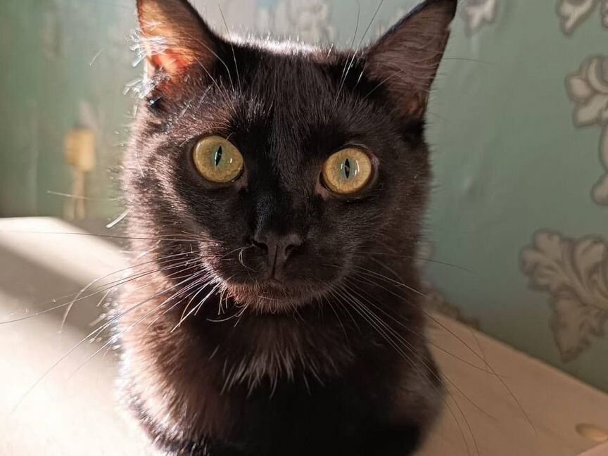 Кот Баюн из приюта