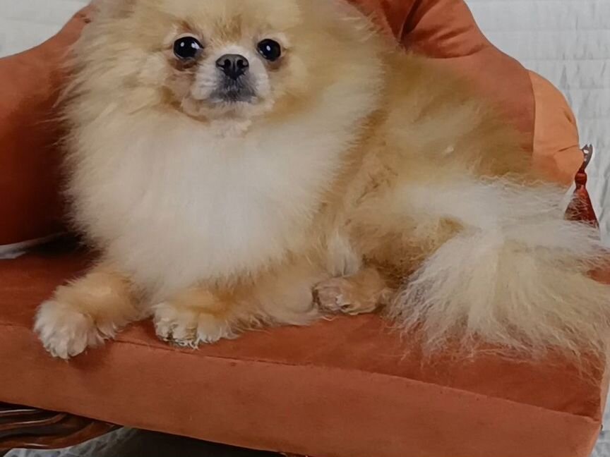 Миниатюрные принцессы