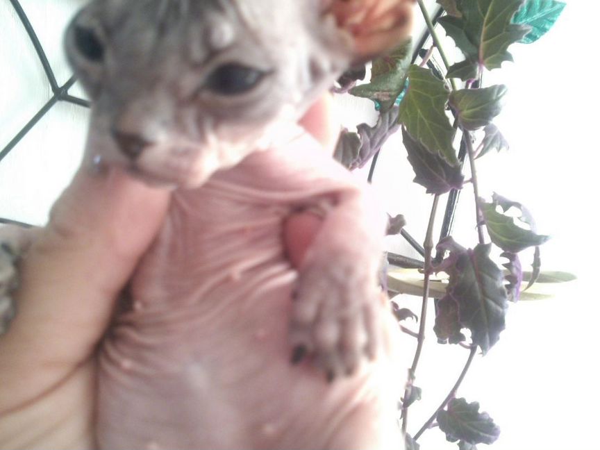 Донской сфинкс котята