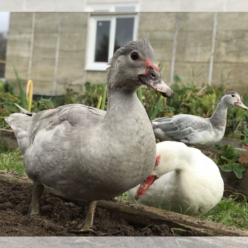 Индоутки лавандовые