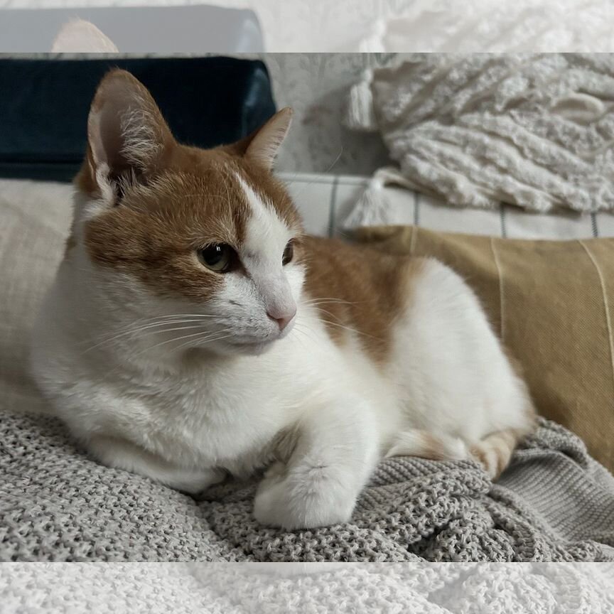 Рыжая с белым ласковая кошечка