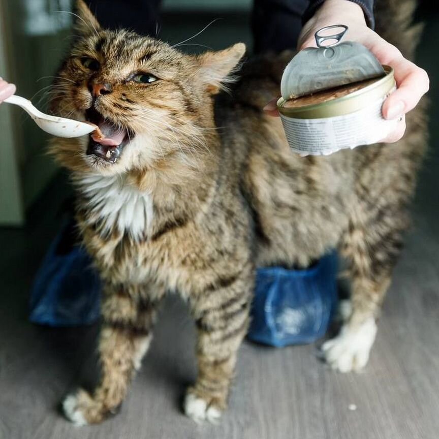 Кот Маркиз — котопес