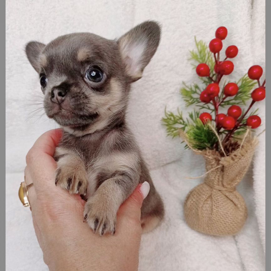 Голубые мальЧишки