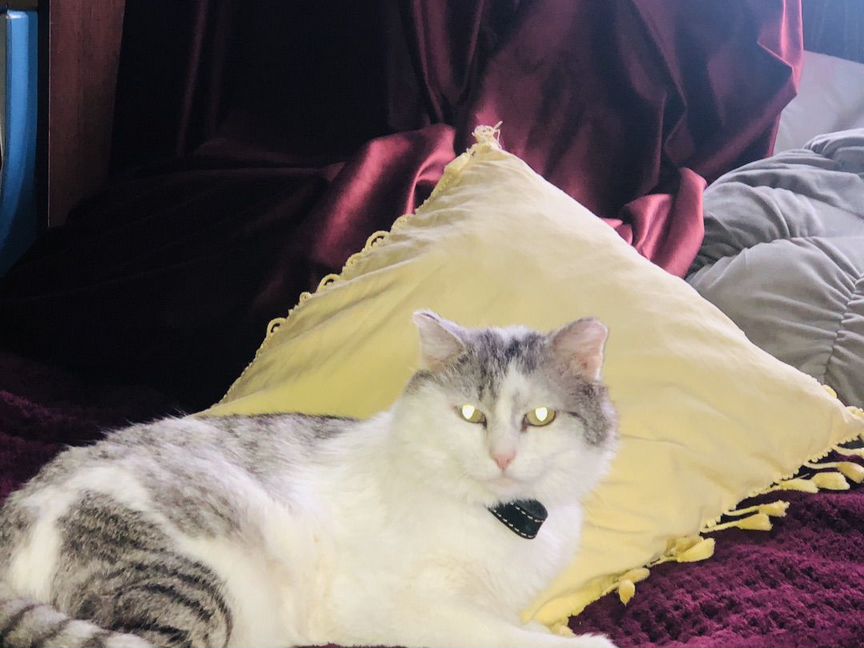 Кот Степан