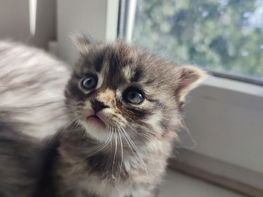 Шотландские вислоухие котята