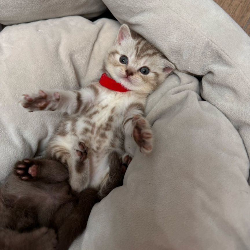 Шотландский прямоухий короткошёрстный котёнок