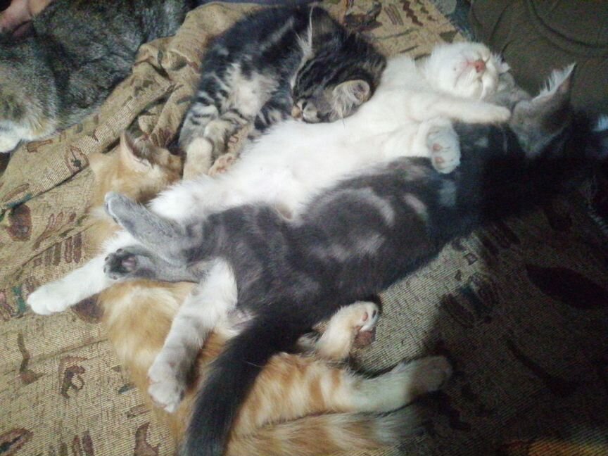Котята в добрые руки бесплатно