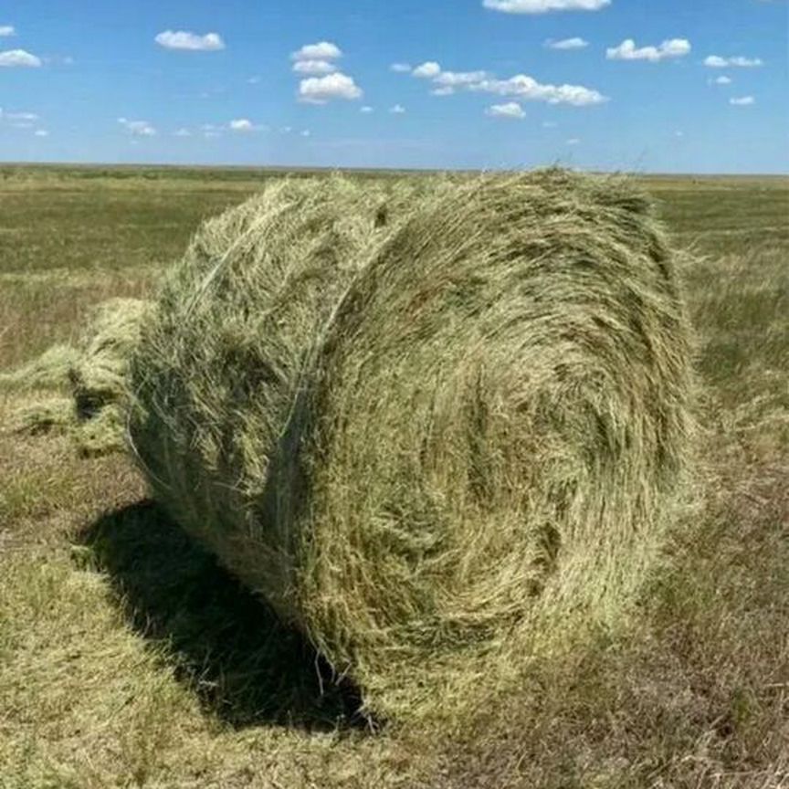 Продам сено в рулонах