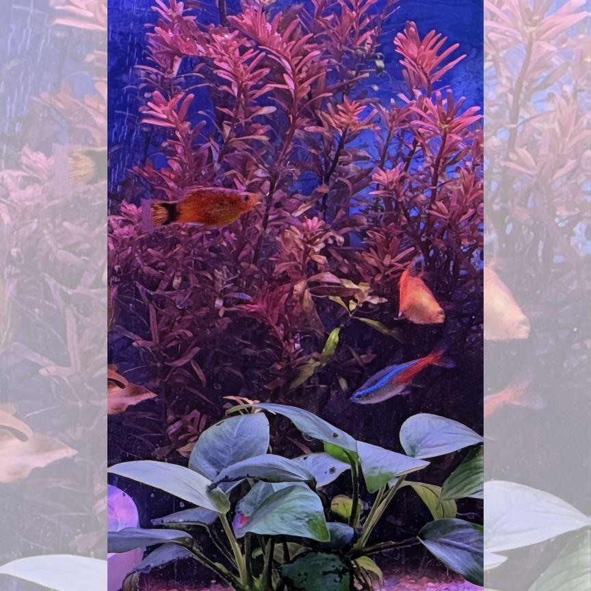 Рыбки. Пецилии и неоны