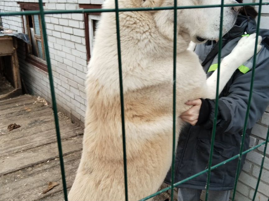 Среднеазиатская овчарка алабай вязка