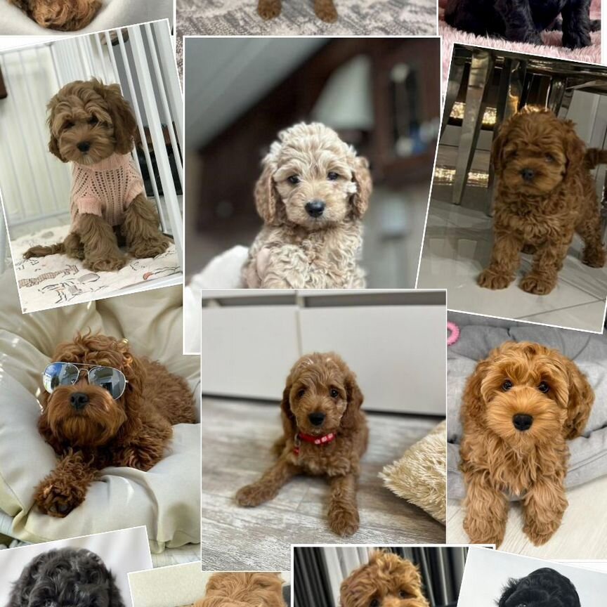 Кокапу, щенок