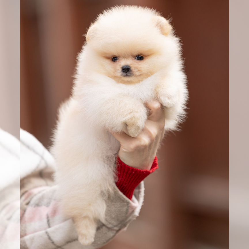 Померанский шпиц, щенок