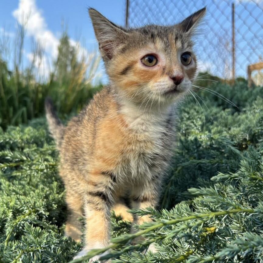 Отдам в добрые руки котенка, девочка, 2 мес