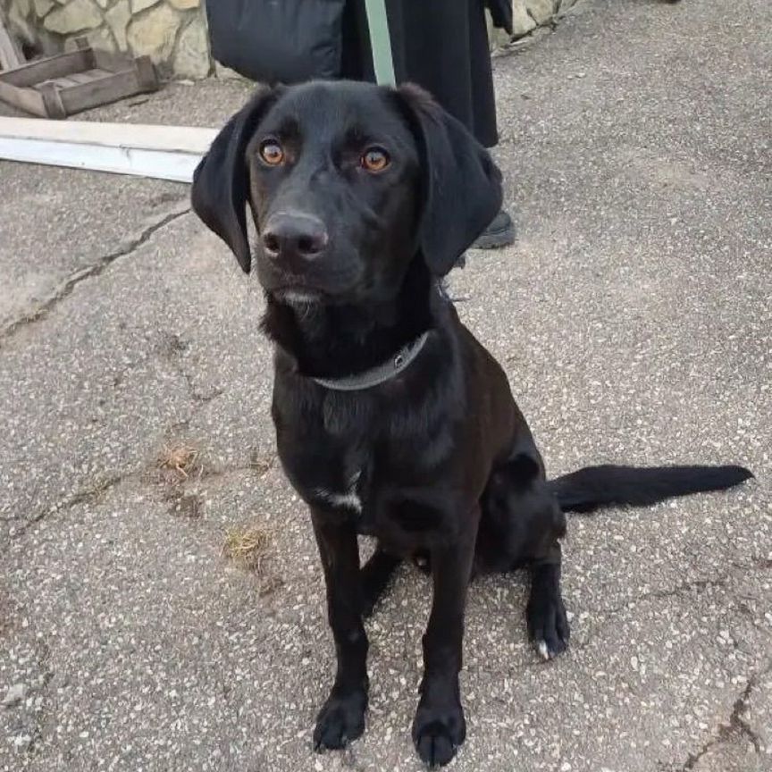 Щенок в добрые руки