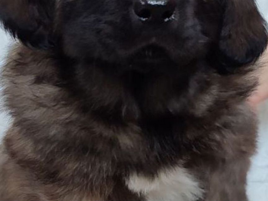 Собака
