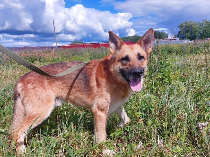 Кобель Лёха в хорошую семью бесплатно