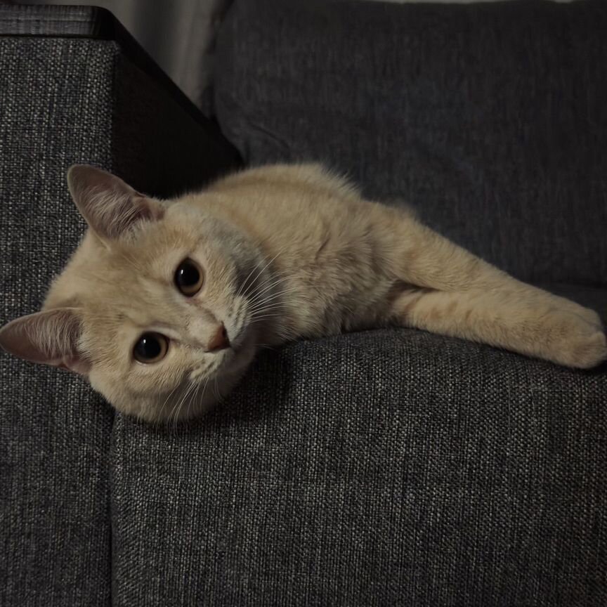 Кошка