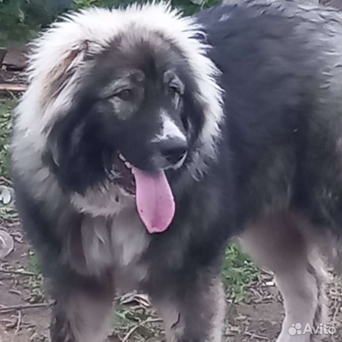 Продаю сабаку кавказская овчарка