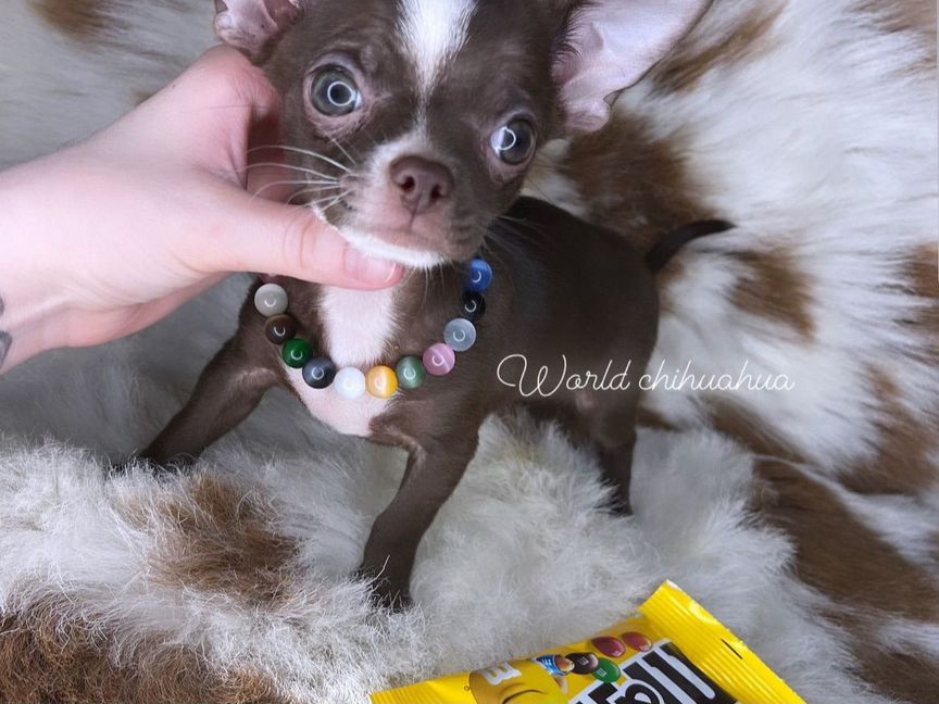 Luxury Супер Мини Мальчишка РКФ