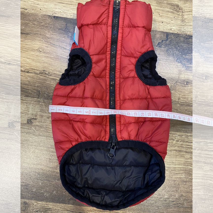 Русский той-терьер, взрослый пёс