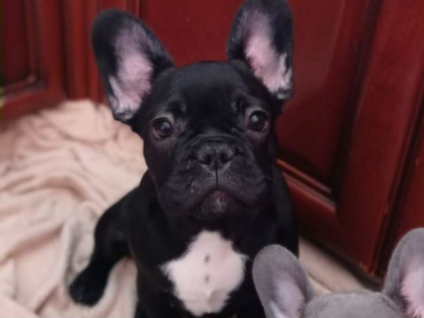 Щенок Французского бульдога, чёрная(голубой ген)