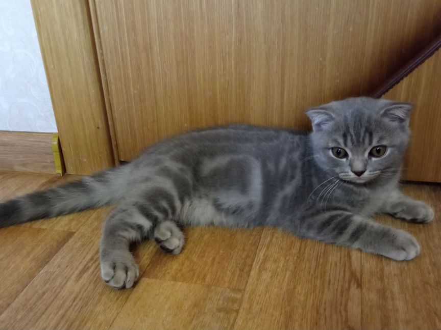 Шотландский вислоухий