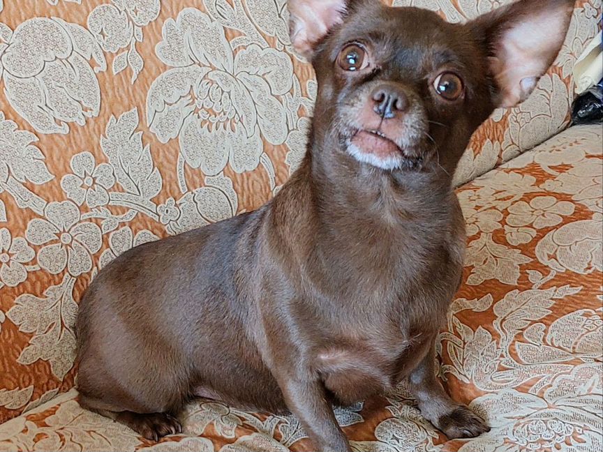 Чихуахуа девочка и мини мальчик