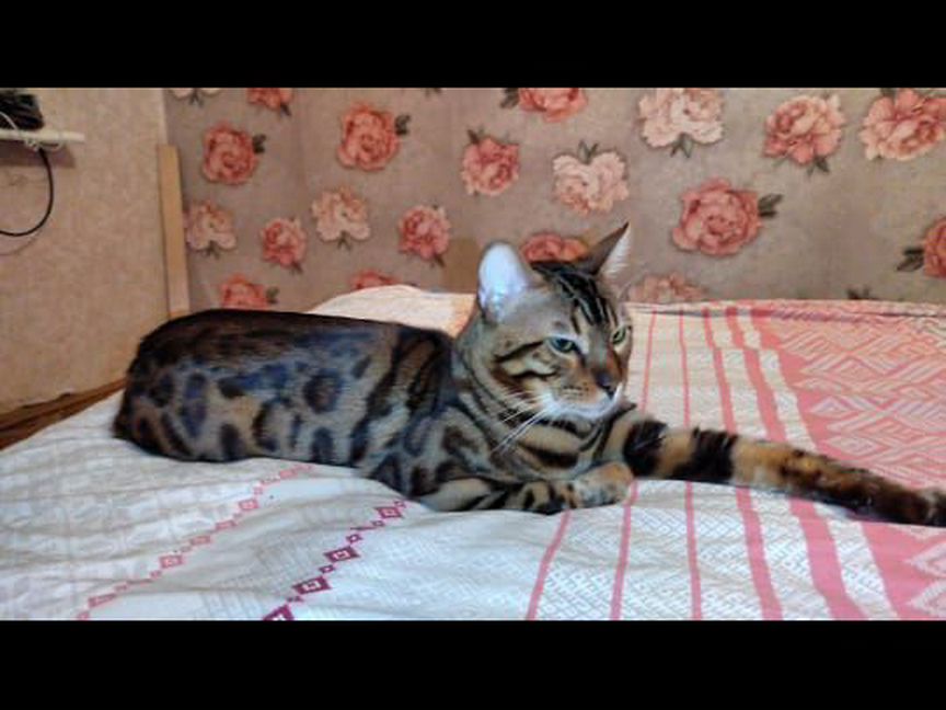 Шикарный кот бенгал