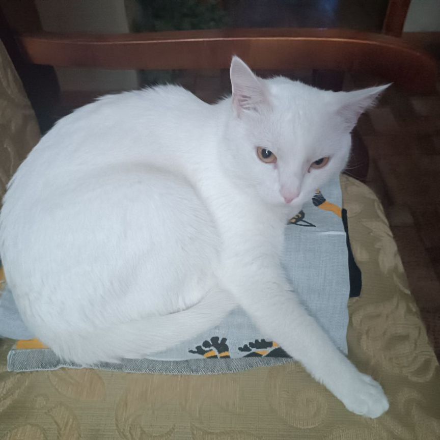 Анатолийский, взрослый кот