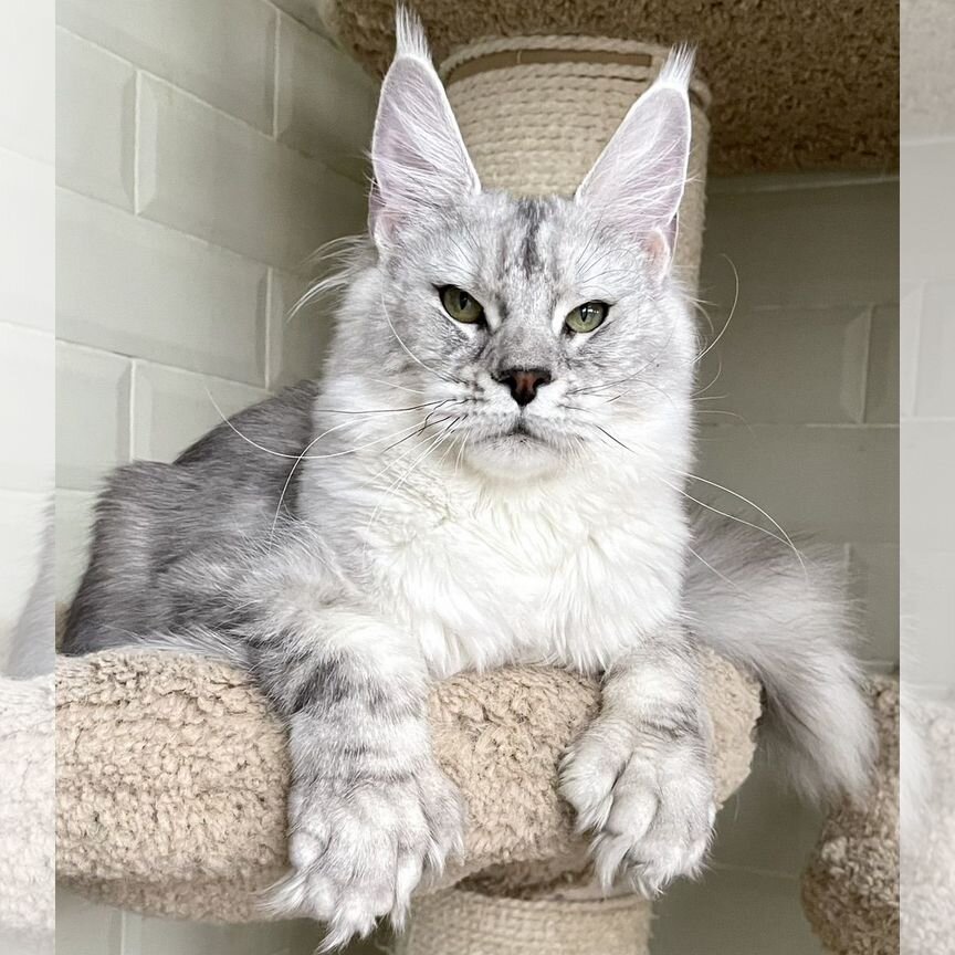 Мейн-кун котёнок