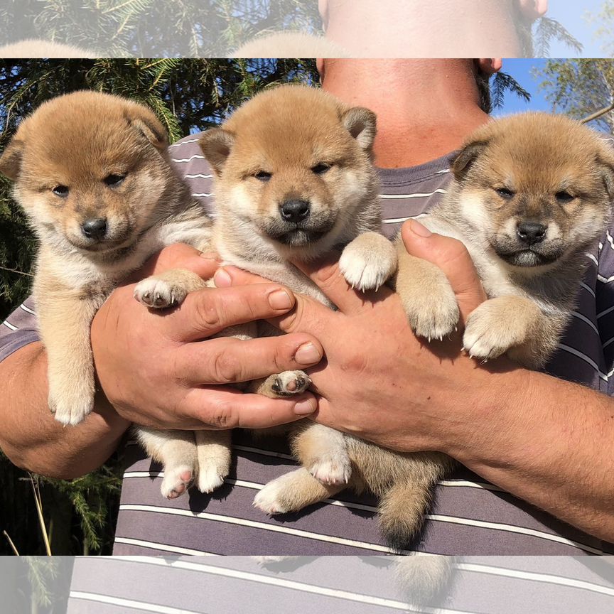 Сладкие булочки сиба ину