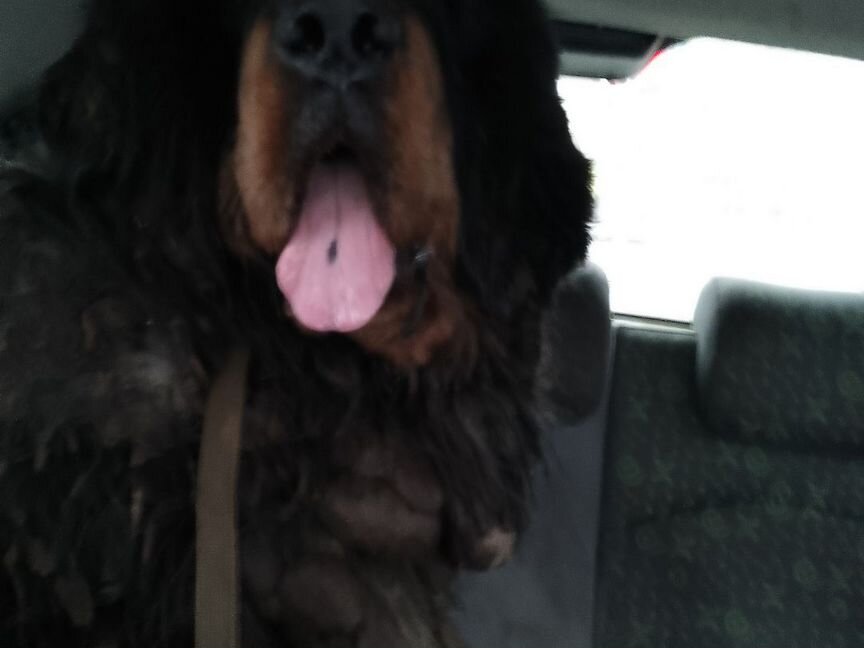 Тибетский мастиф отдам