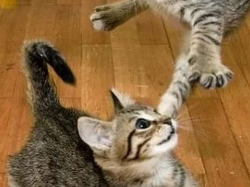 Кошка