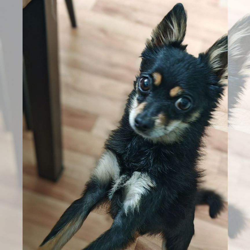 Русский той-терьер, взрослый пёс