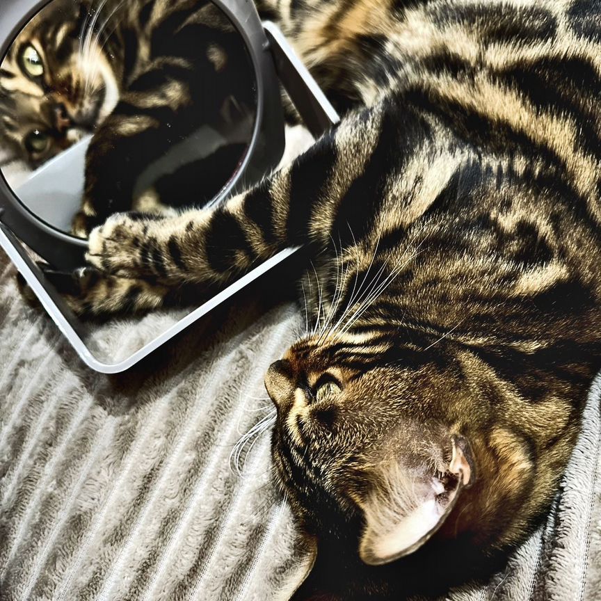 Бенгальская, взрослая кошка