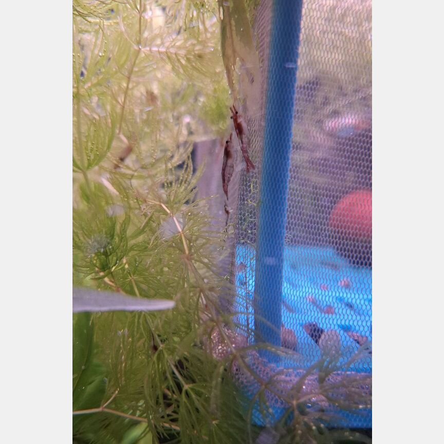 Аквариумные креветки