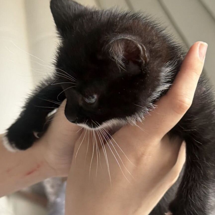 Котёнок в добрые руки