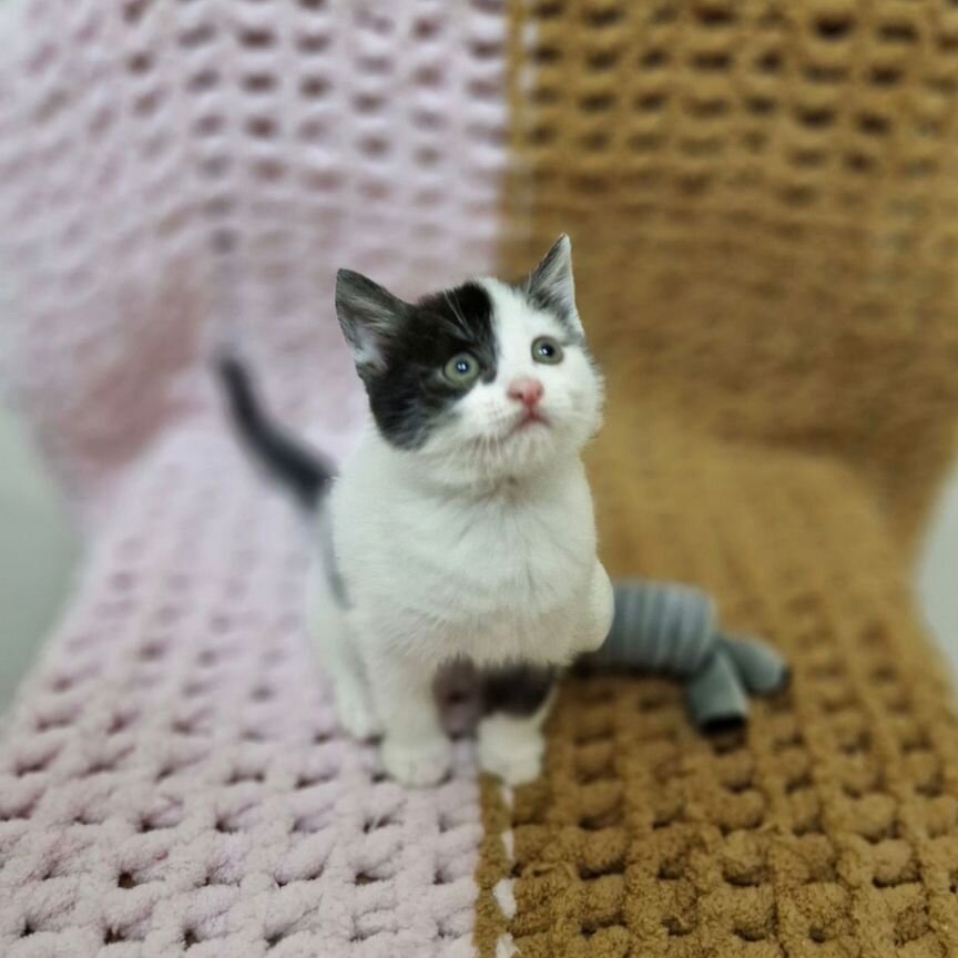 Котёнок булочка в добрые руки